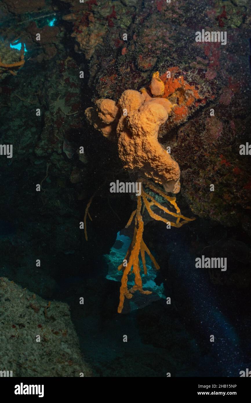 Beautiful Sponge on Reef Stock Photo - Alamy