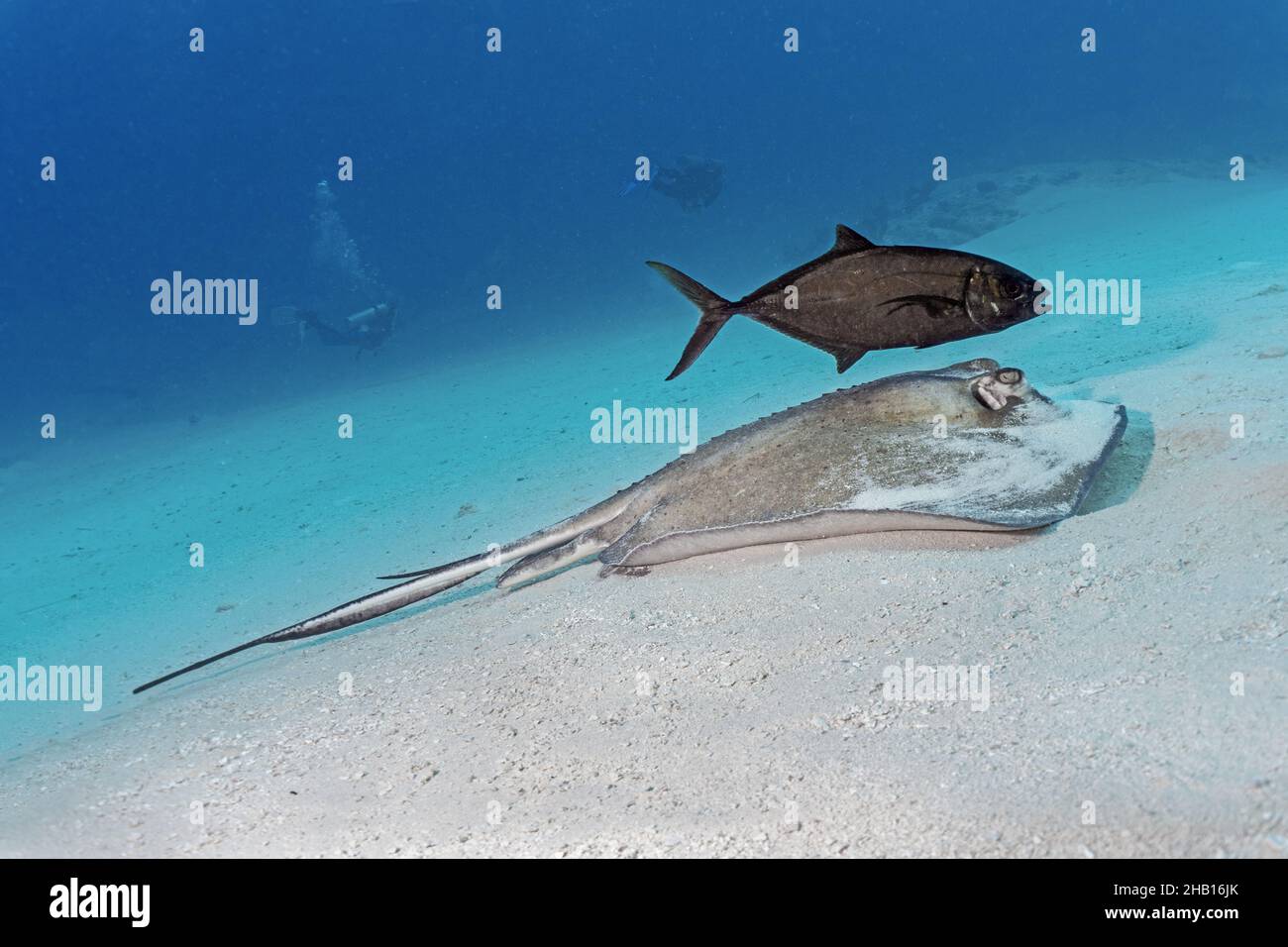 Southern Stingray with Jack Stock Photo - Alamy