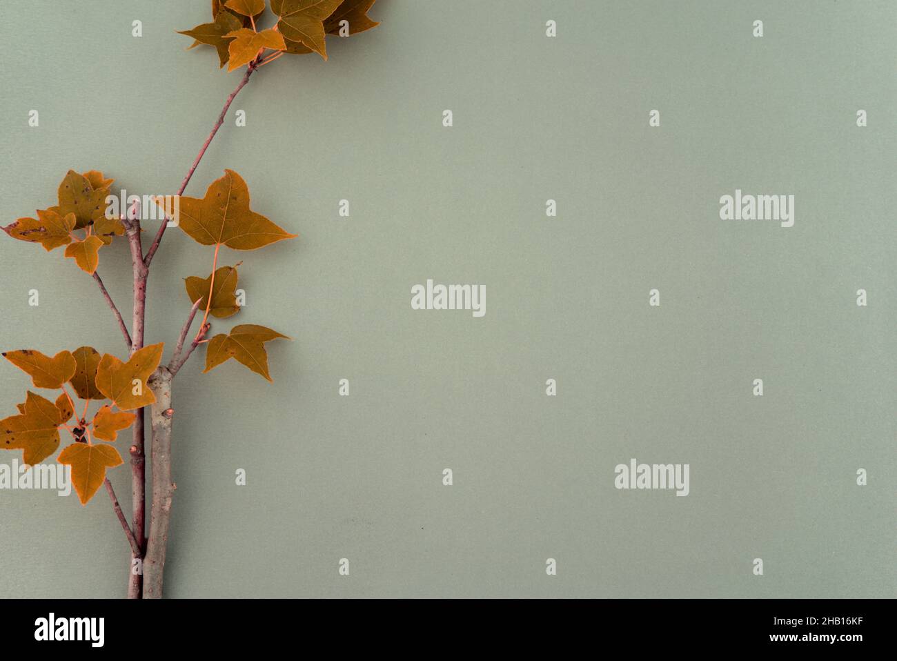 Natural maple leaf twig arranging flat lay on clean minimal pastel gray ...