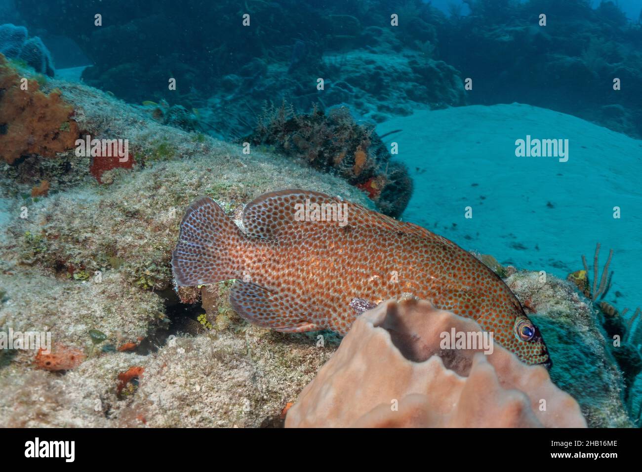 Hind fish hi-res stock photography and images - Alamy