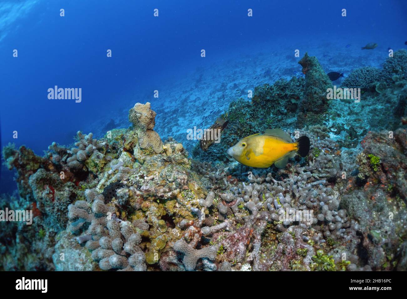 Filefish coral reef hi-res stock photography and images - Alamy