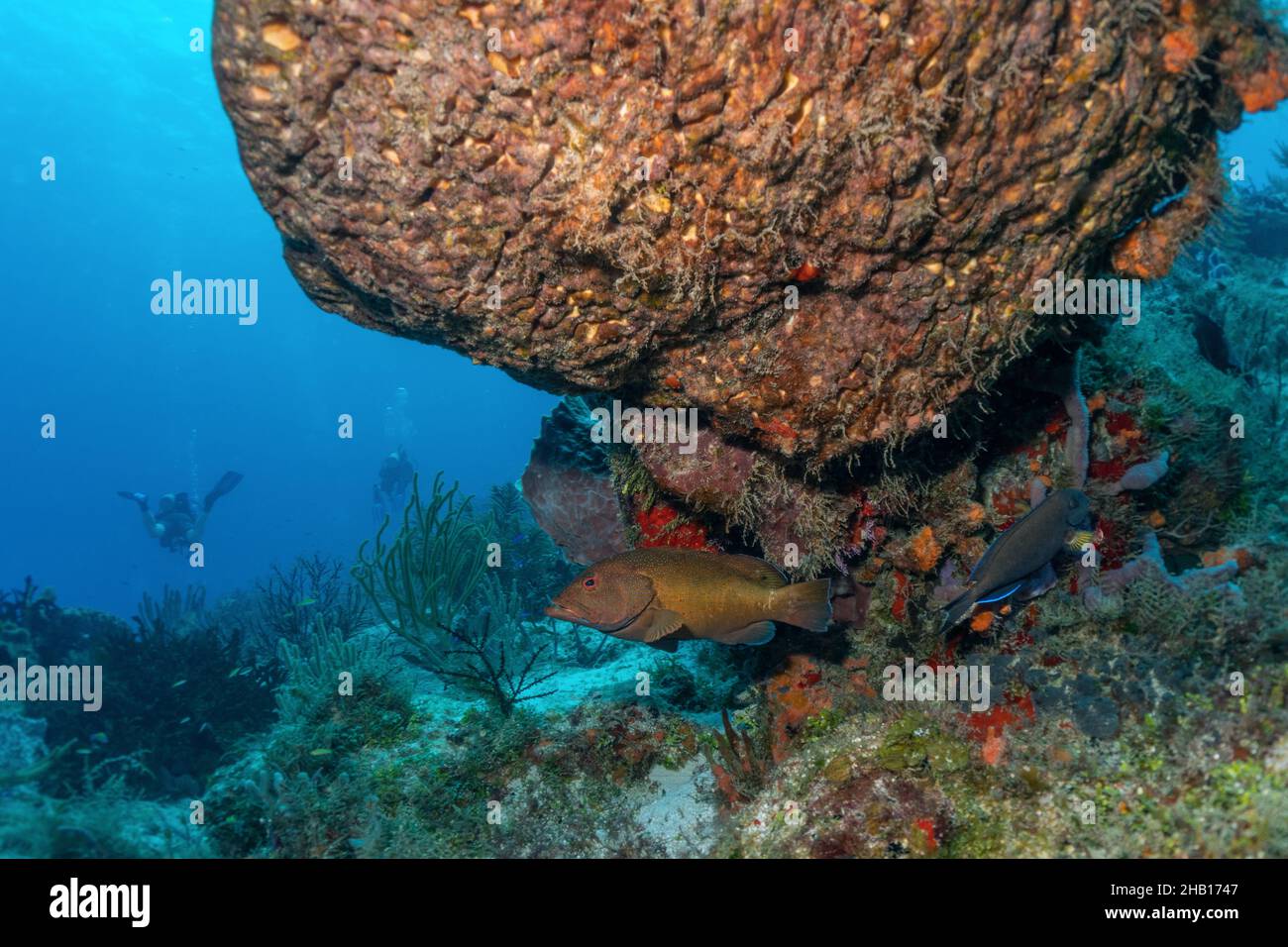 Coney Fish on Cozumel Reef Stock Photo - Alamy