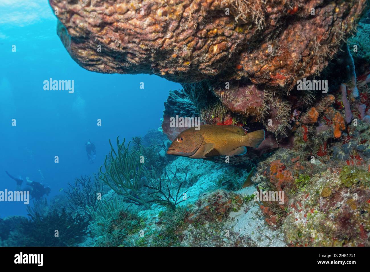 Cozumel fish hi-res stock photography and images - Alamy