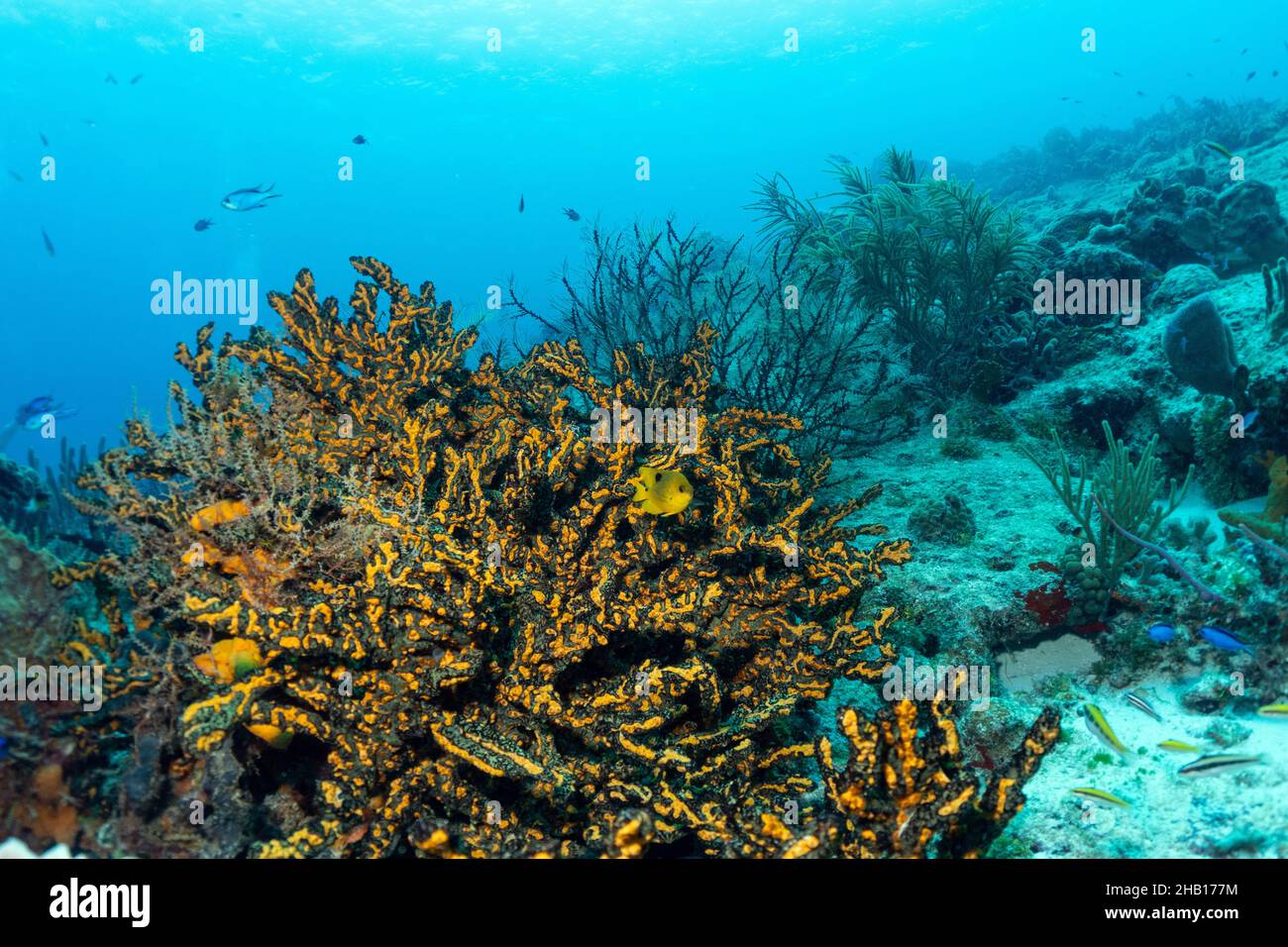 Beautiful Sponge on Reef Stock Photo - Alamy