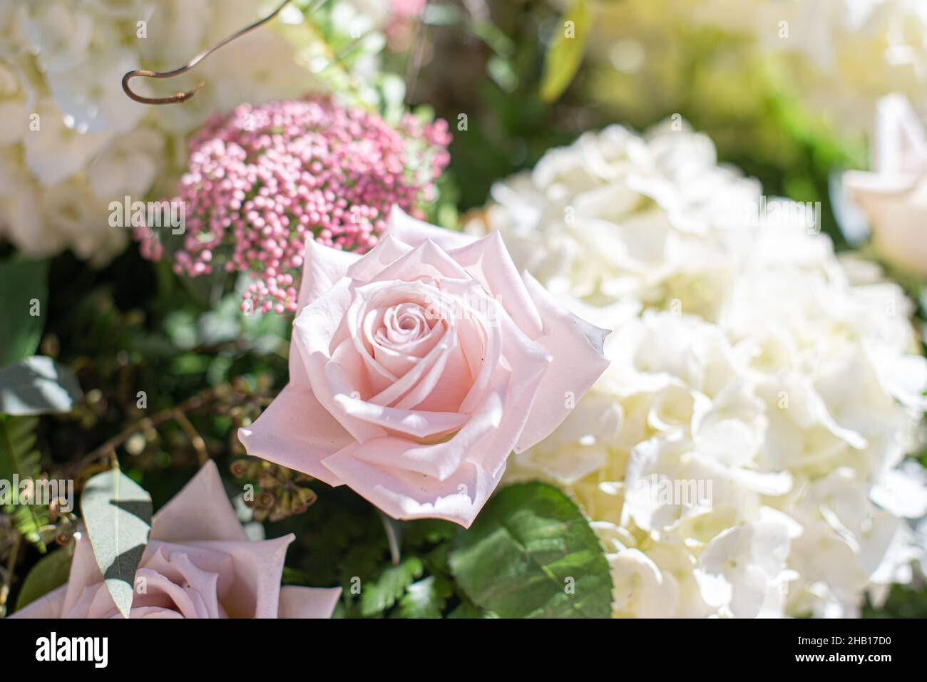 Beautiful pink roses and white hydrangea bridal bouquet close up Stock ...