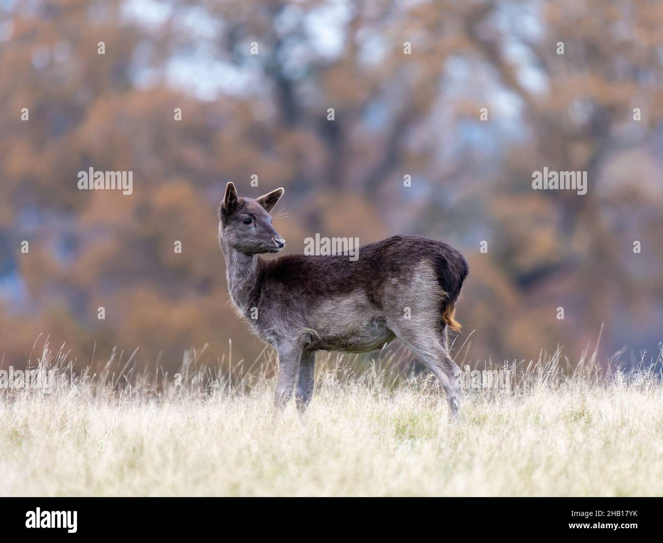 Female Sika Deer close up Stock Photo - Alamy