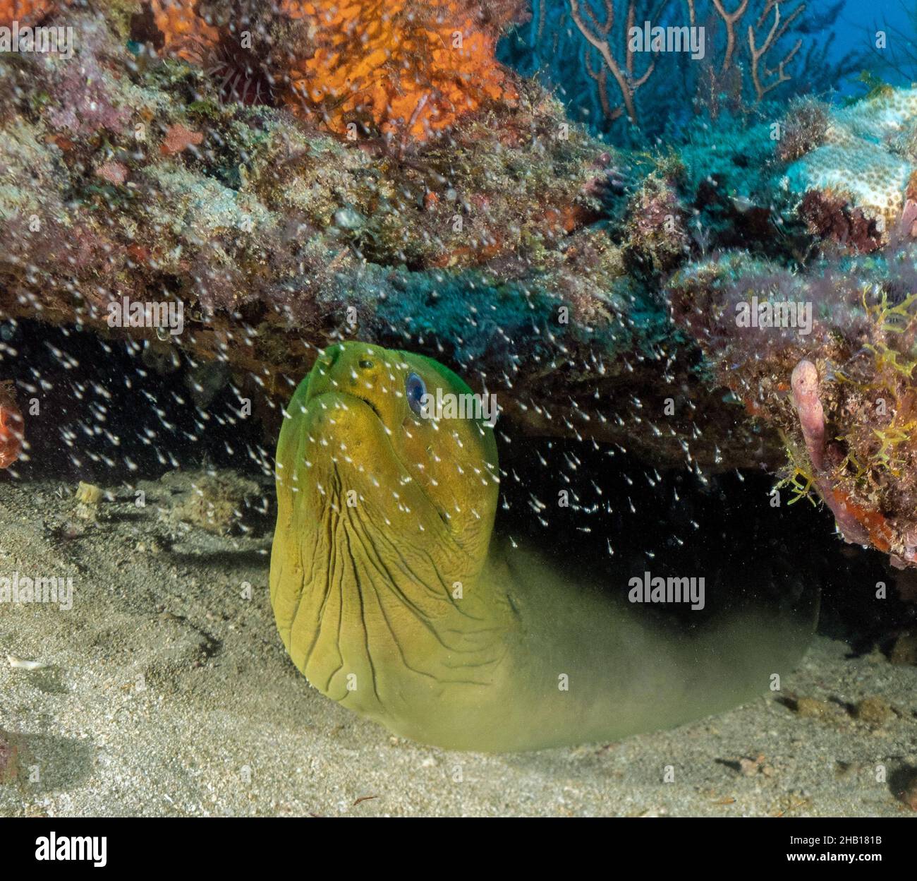 Moray ell hi-res stock photography and images - Alamy
