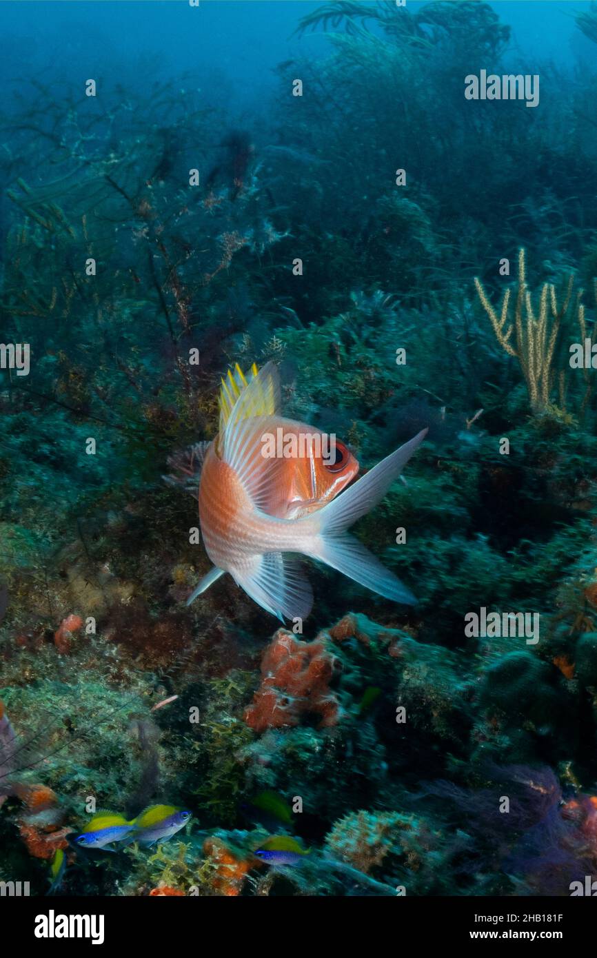 Reef squirrelfish hi-res stock photography and images - Alamy