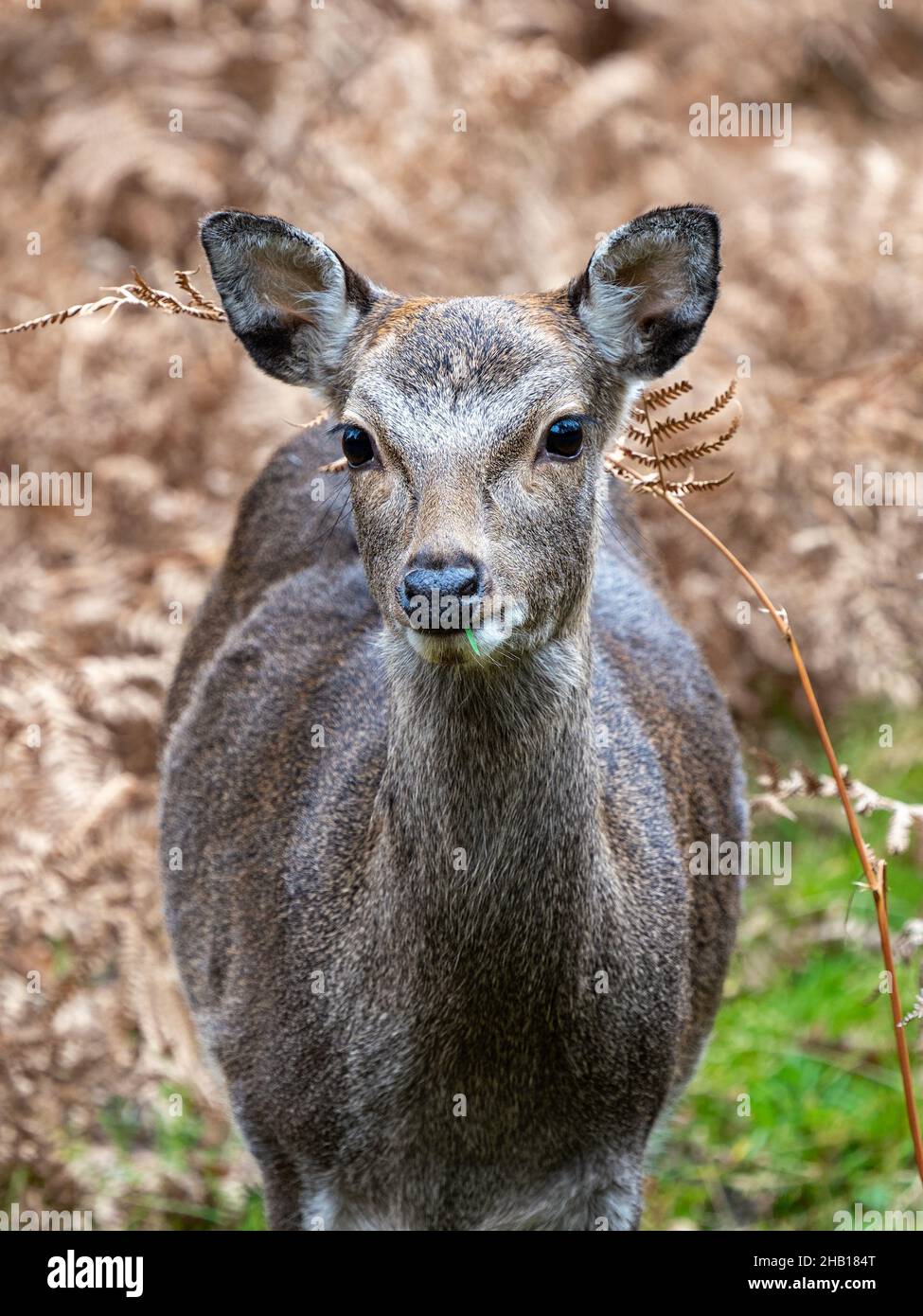 Sika deer at knole park hi-res stock photography and images - Alamy