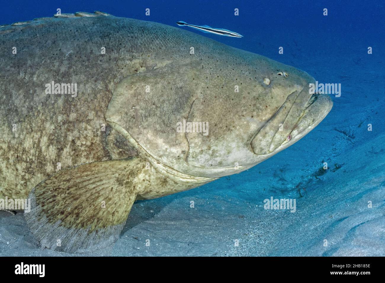 Blind Goliath Grouper; one eye gone, other no corena Stock Photo - Alamy