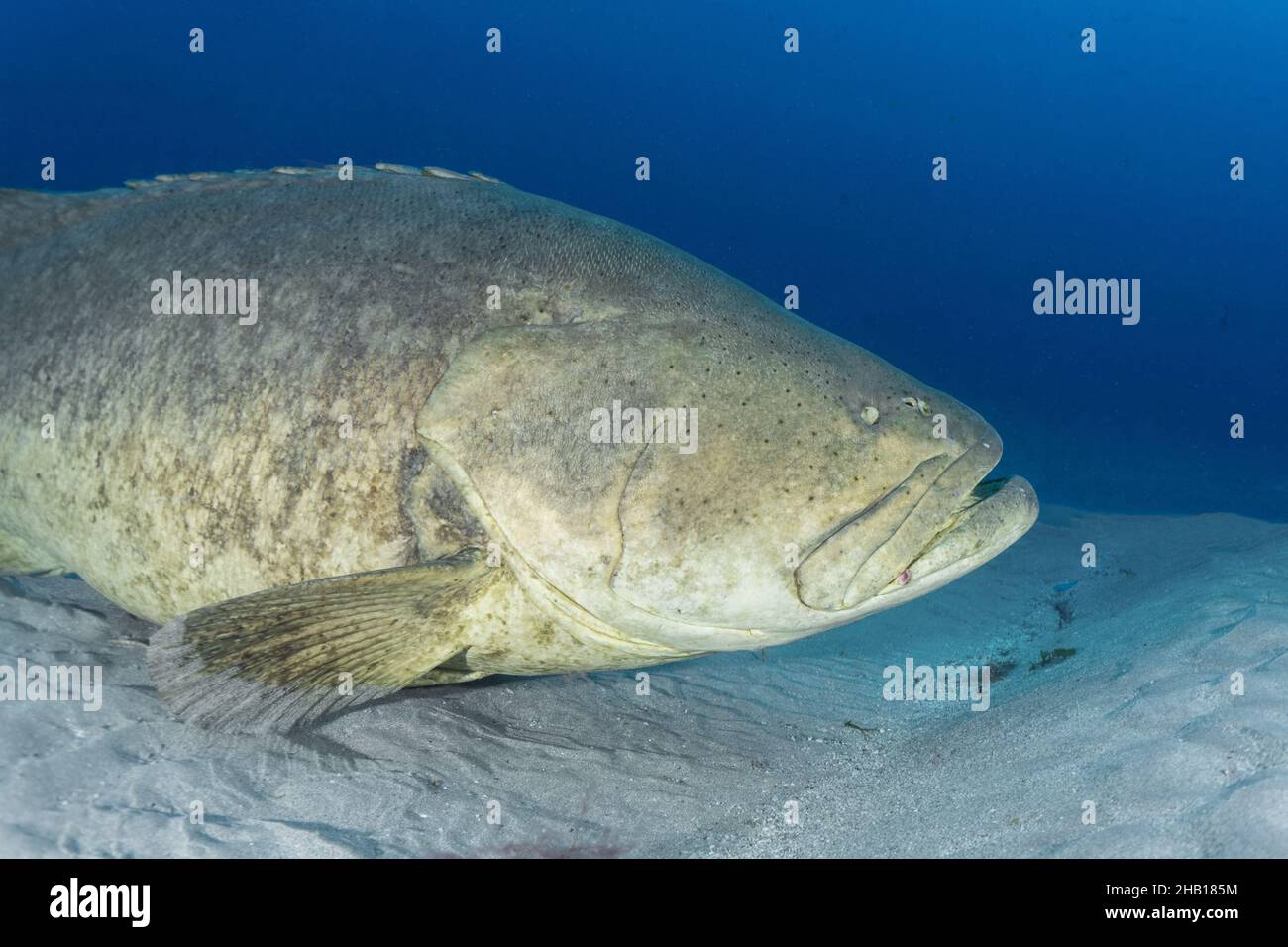 Blind Goliath Grouper; one eye gone, other no corena Stock Photo - Alamy