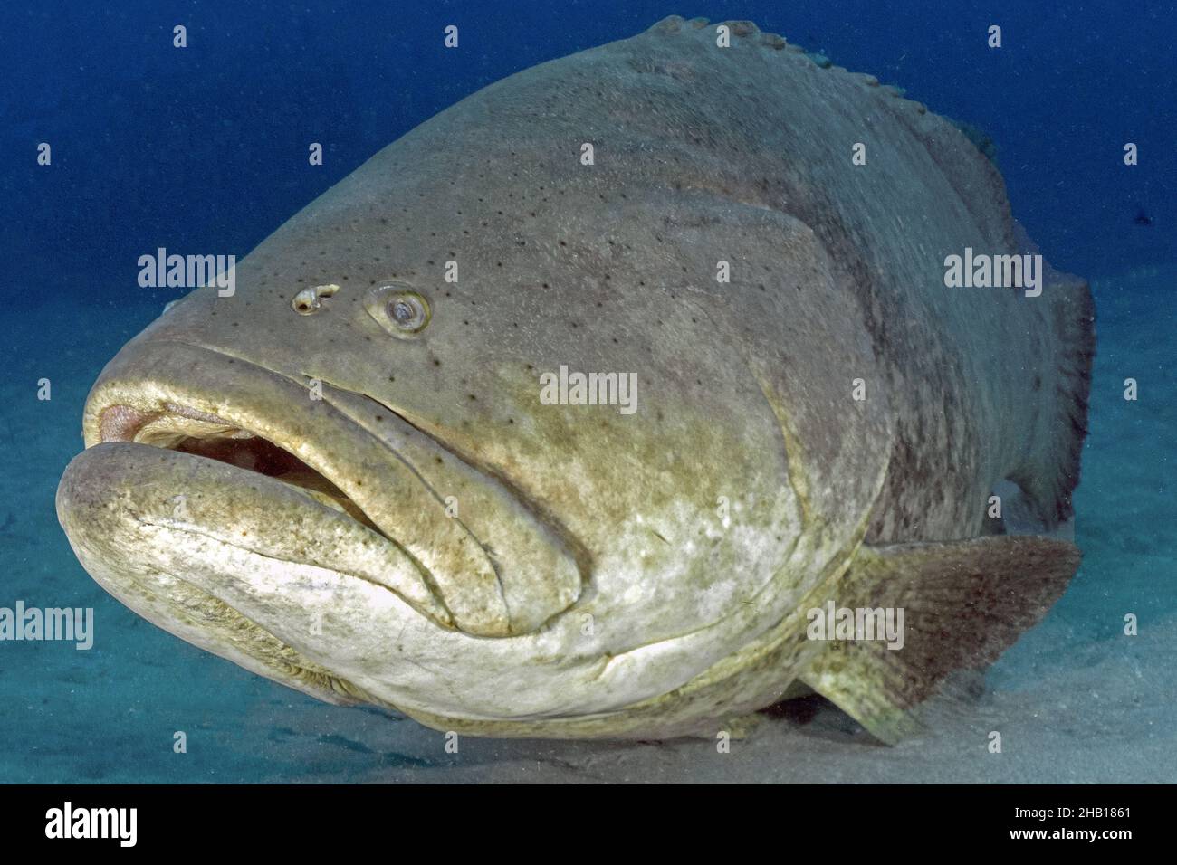 Blind Goliath Grouper; one eye gone, other no corena Stock Photo - Alamy