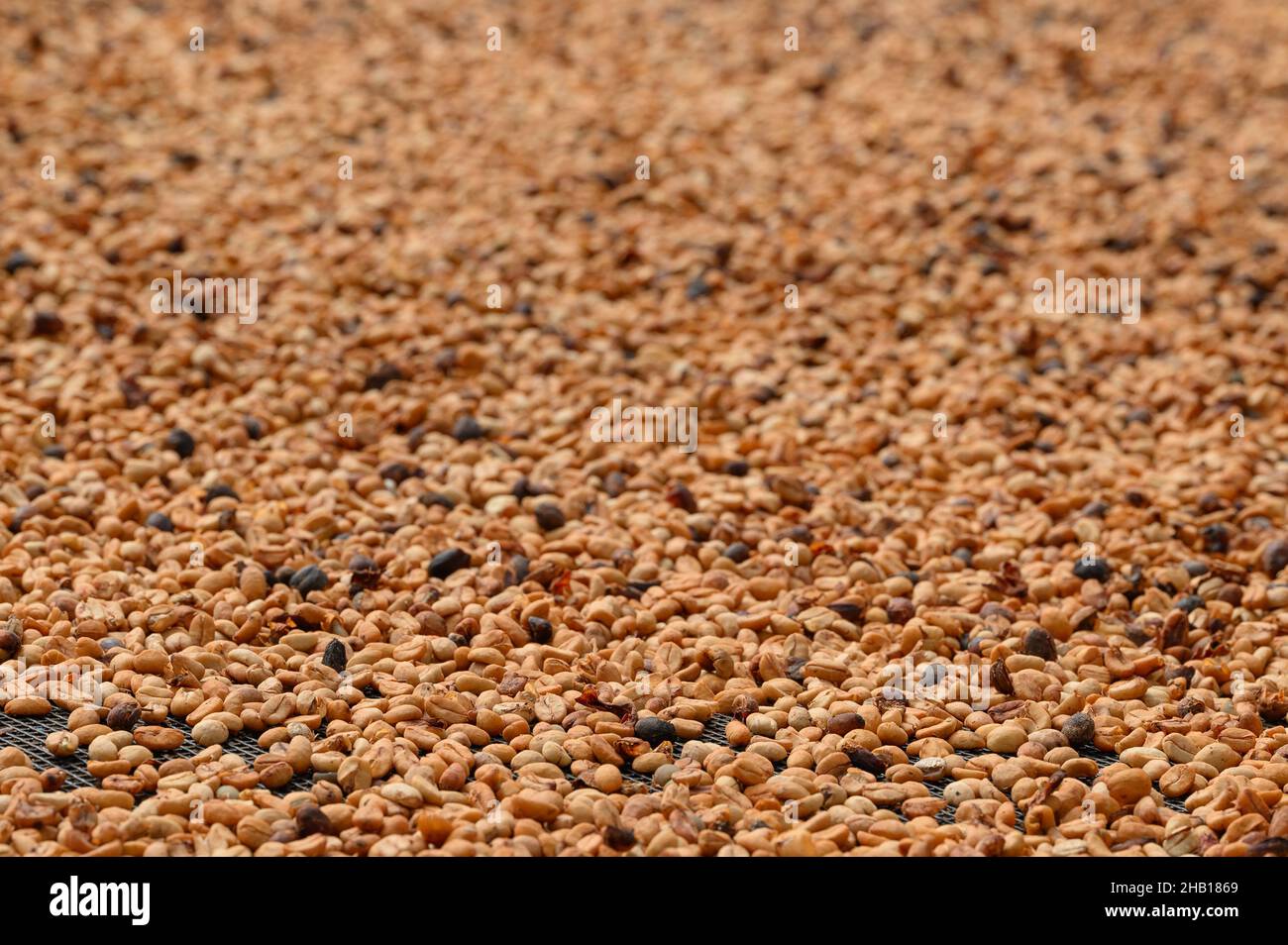Pure coffee drying macro in farm. Dry grain production. Beans of coffee ...