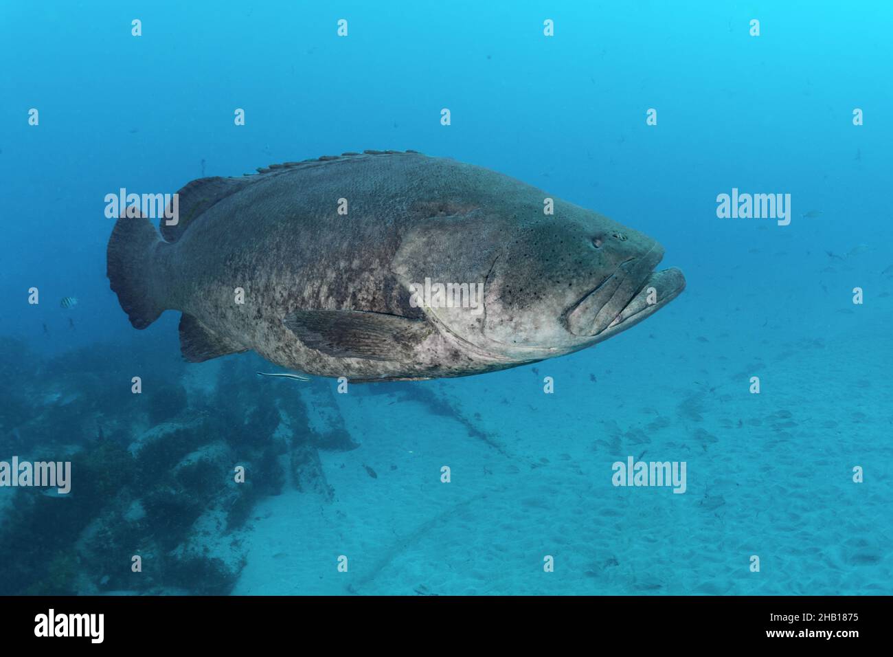Blind goliath grouper hi-res stock photography and images - Alamy