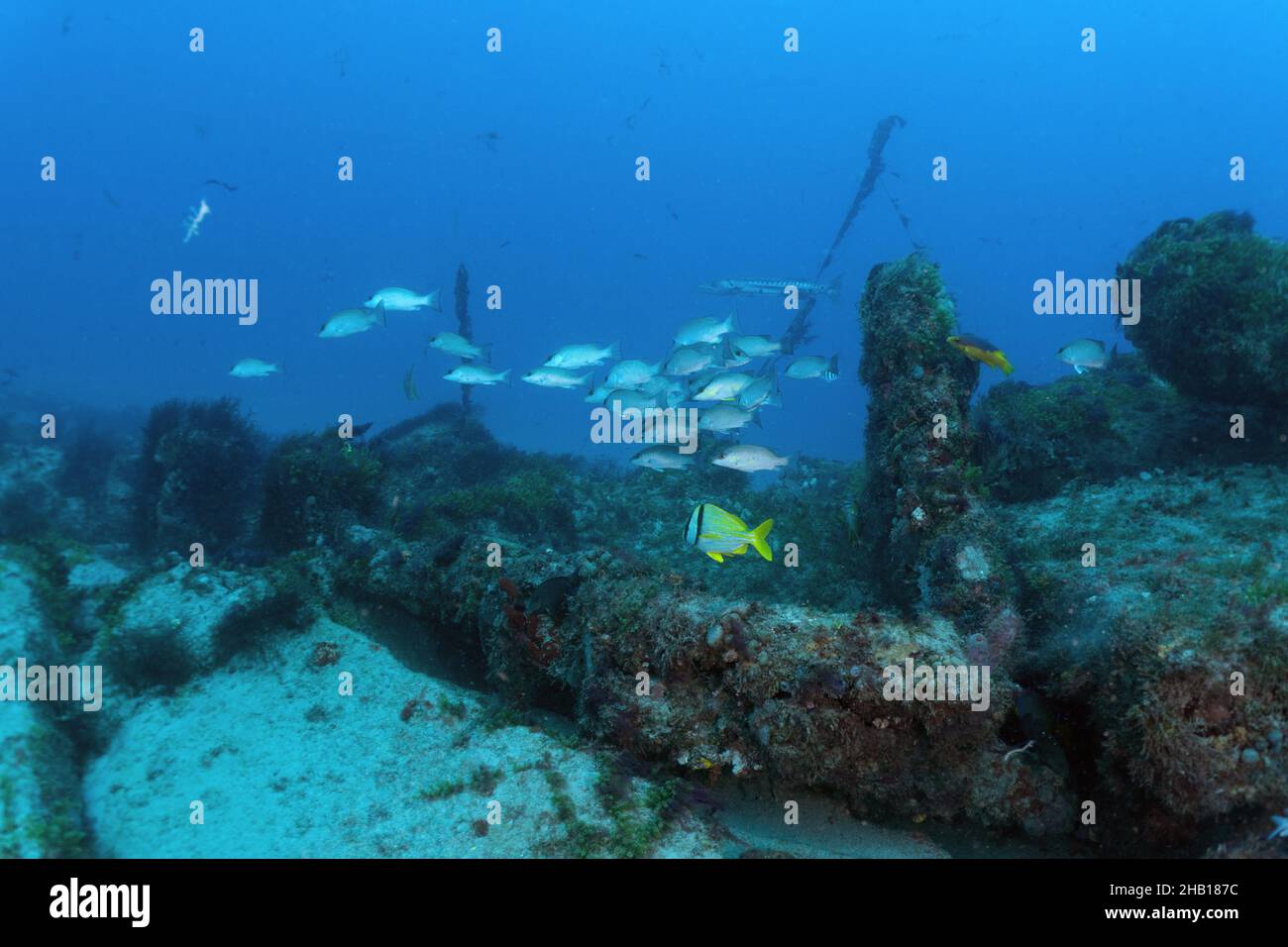 mangrove snapper on wreck Stock Photo - Alamy
