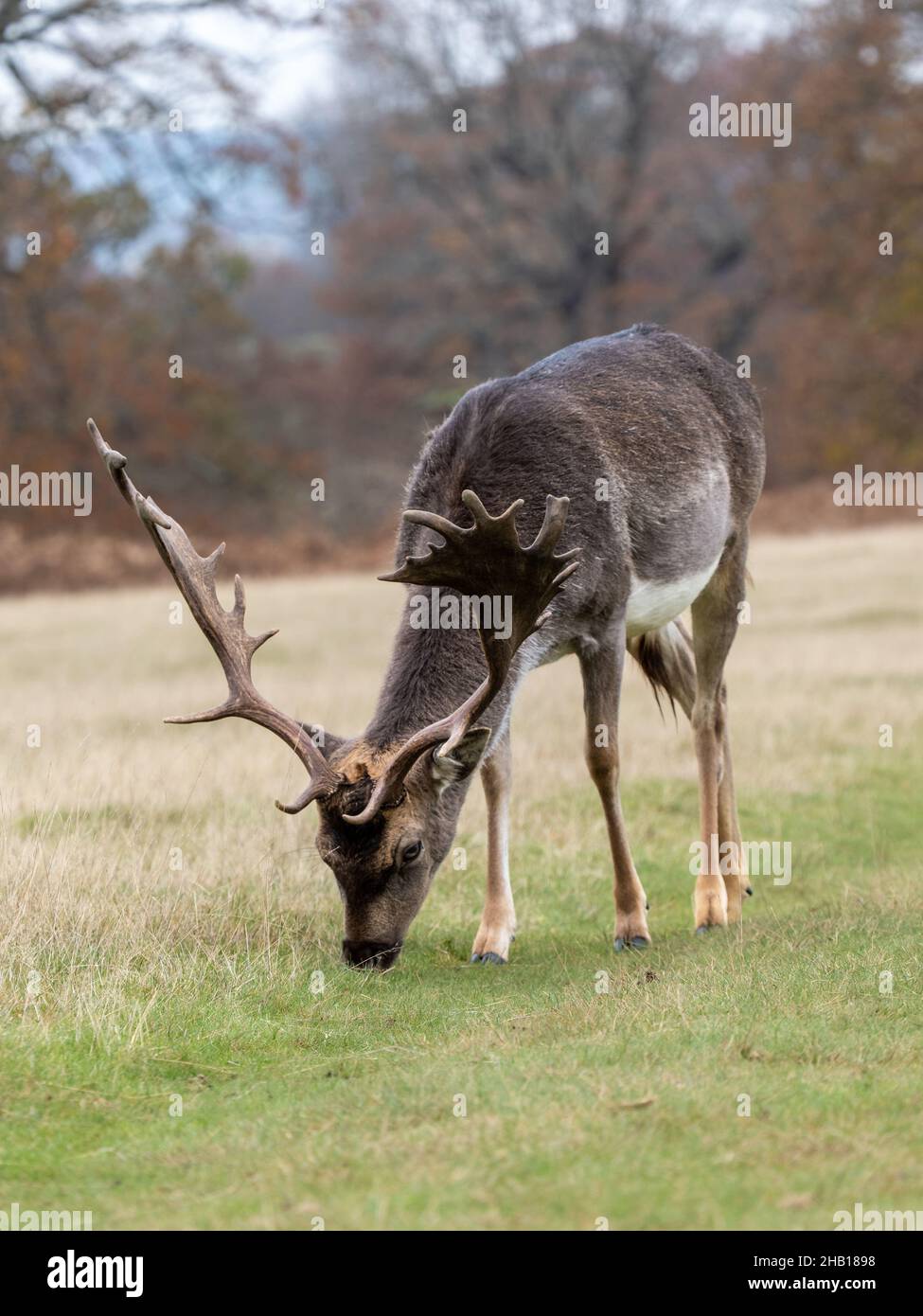 Fallow Deer Buck Feeding on Grass Stock Photo - Alamy