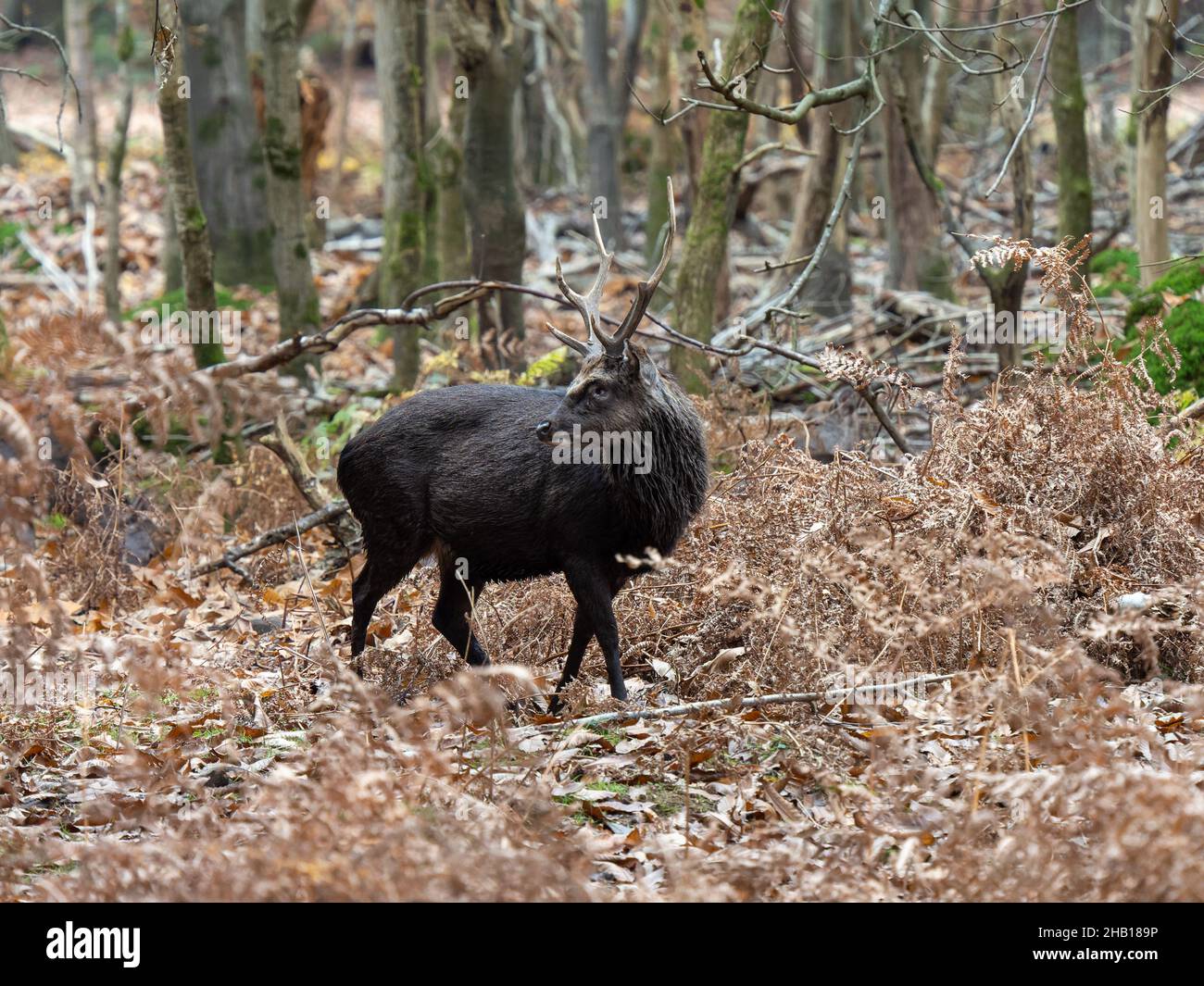 Sika deer stag at knole park hi-res stock photography and images - Alamy