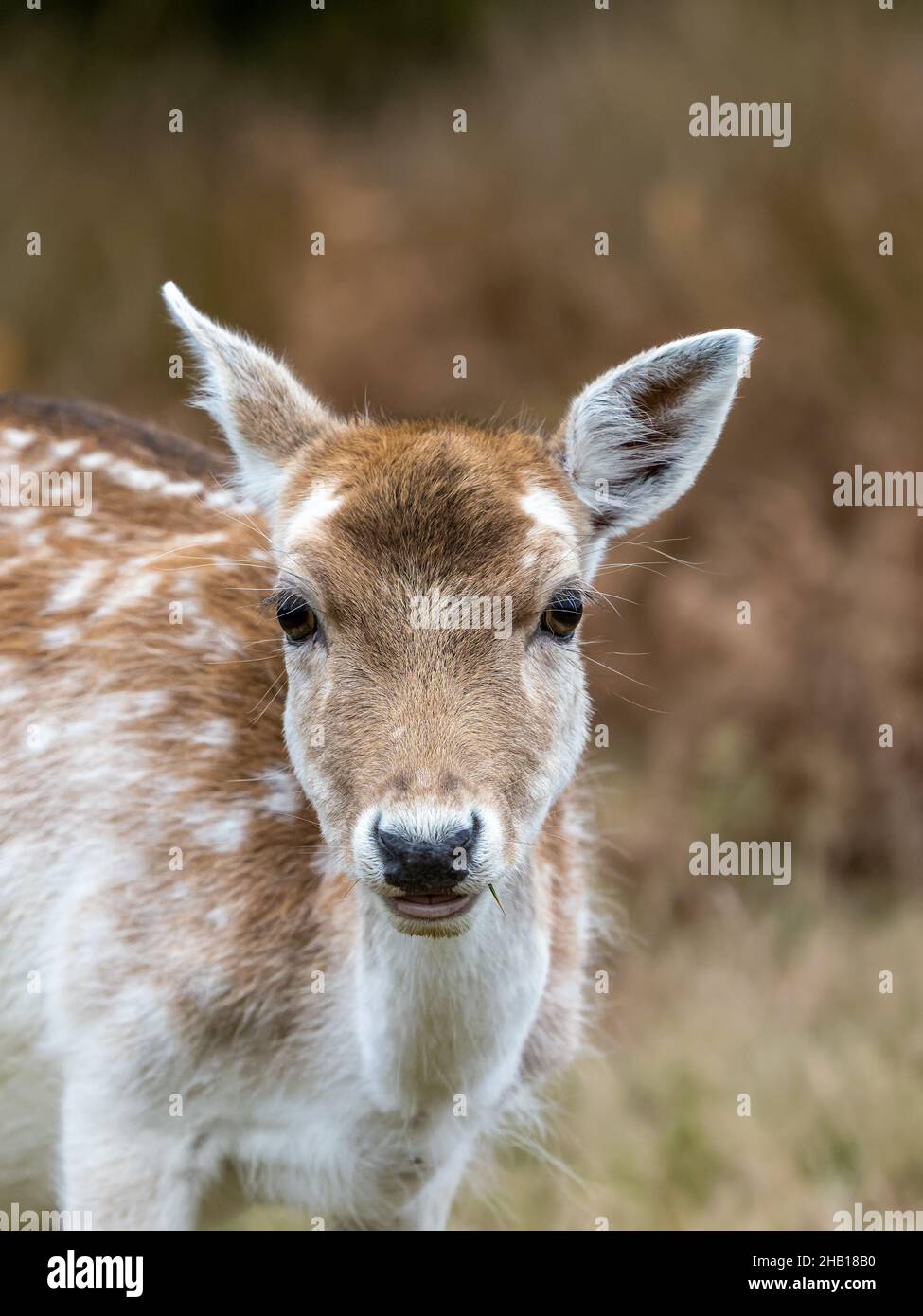 Fallow Deer Doe Close up Stock Photo - Alamy