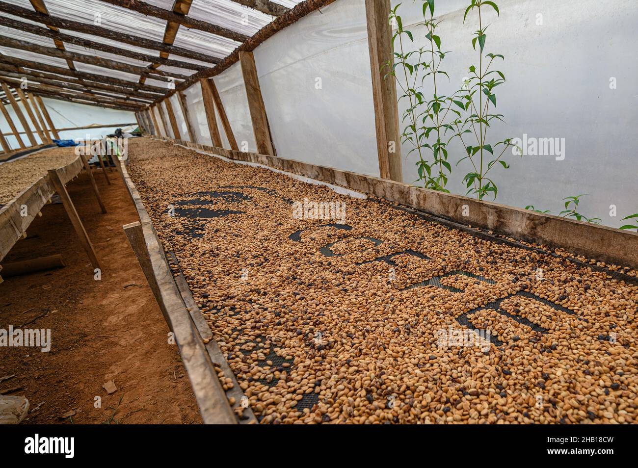 Coffee beans drying greenhouse. Coffee production stage on wooden desk ...