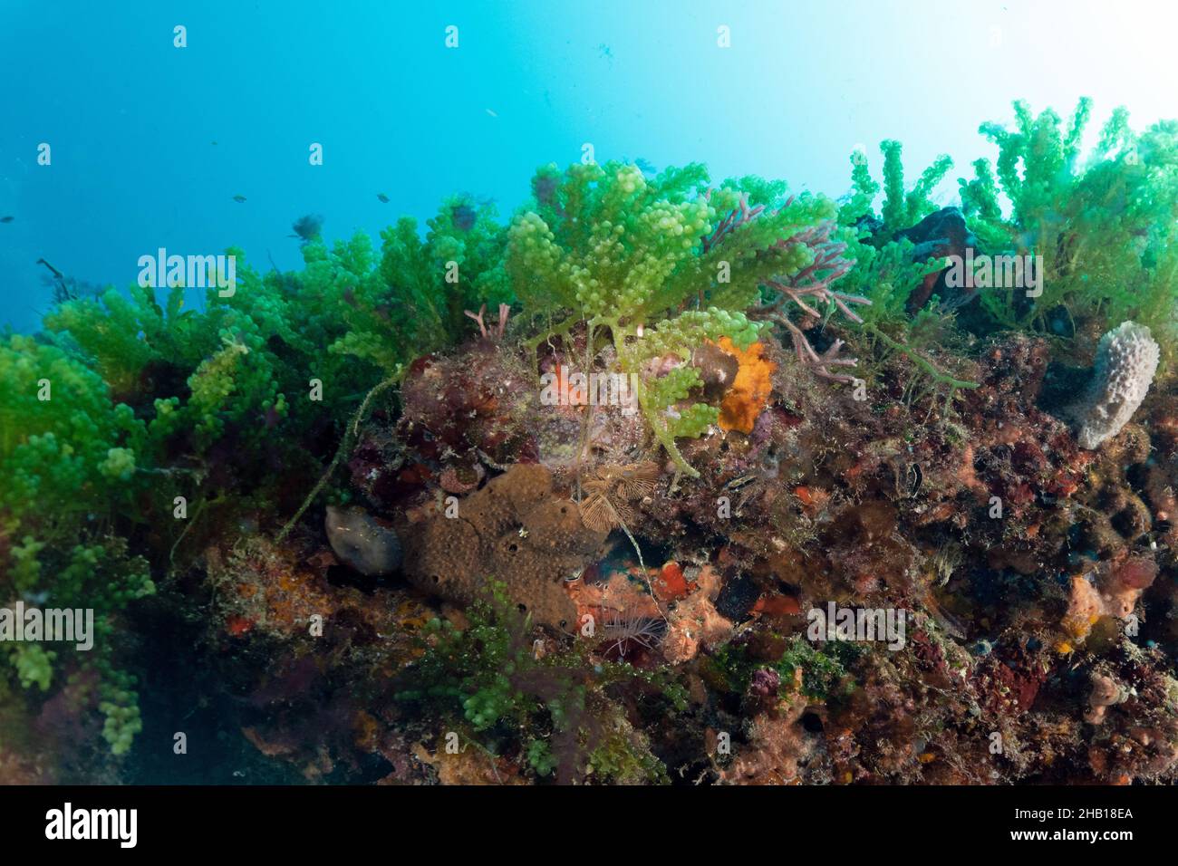 Scallop underwater hi-res stock photography and images - Alamy