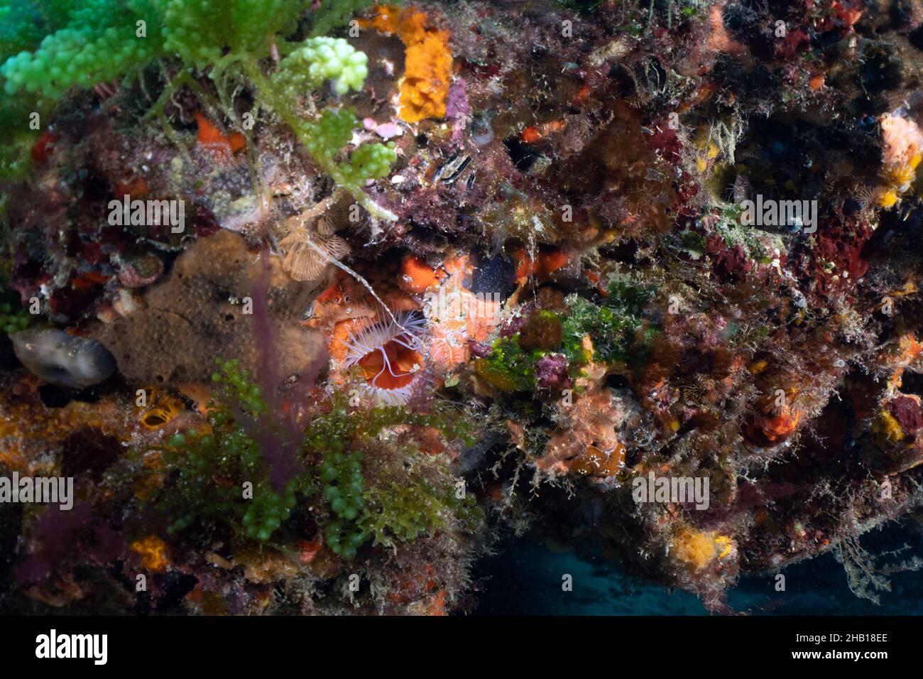 Flame Scallop Reef Scene Stock Photo - Alamy