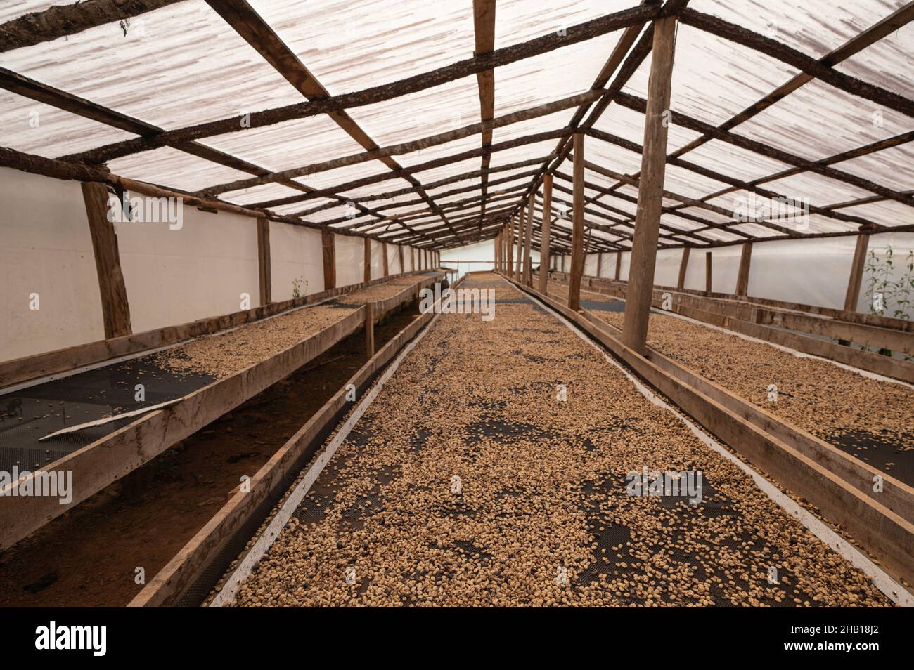 Coffee agronomy during drying beans on trays in hangar with transperent ...