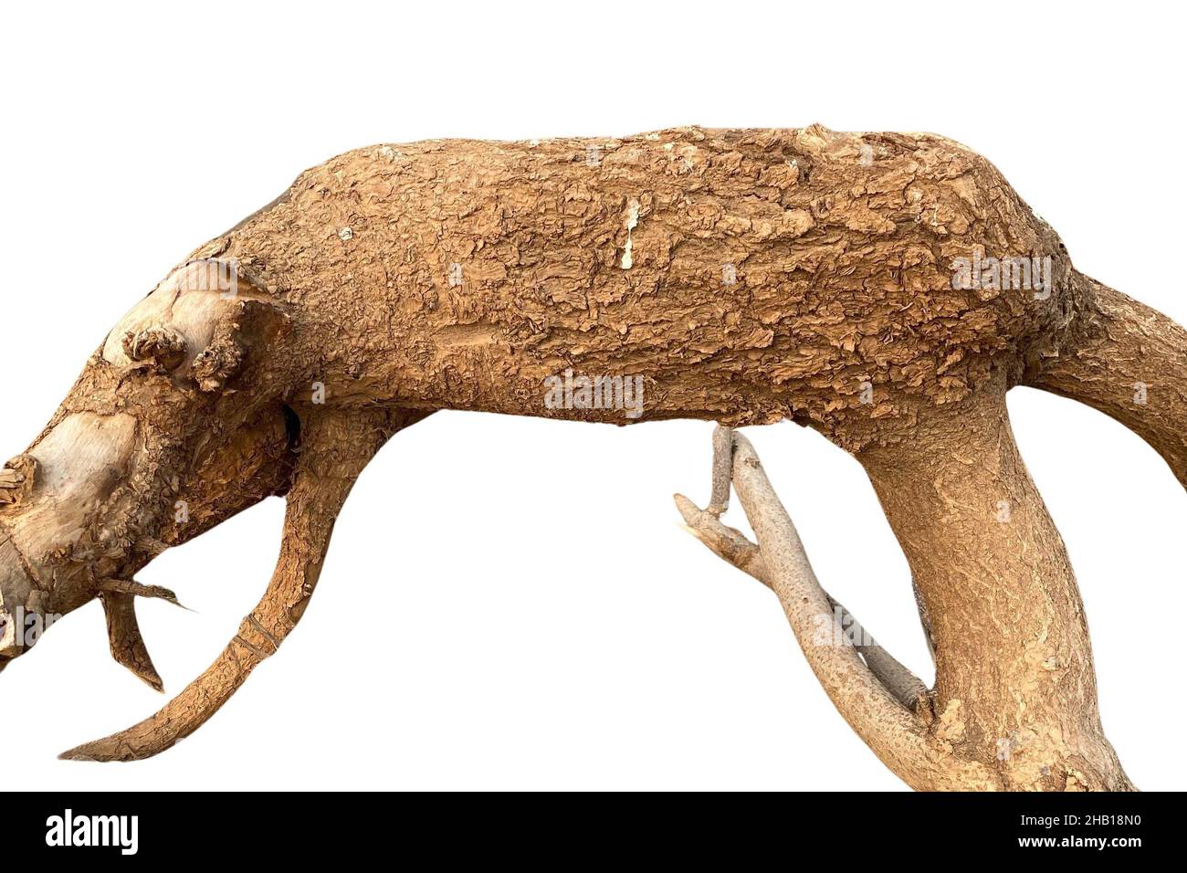 A tree root isolated on white color background Stock Photo - Alamy