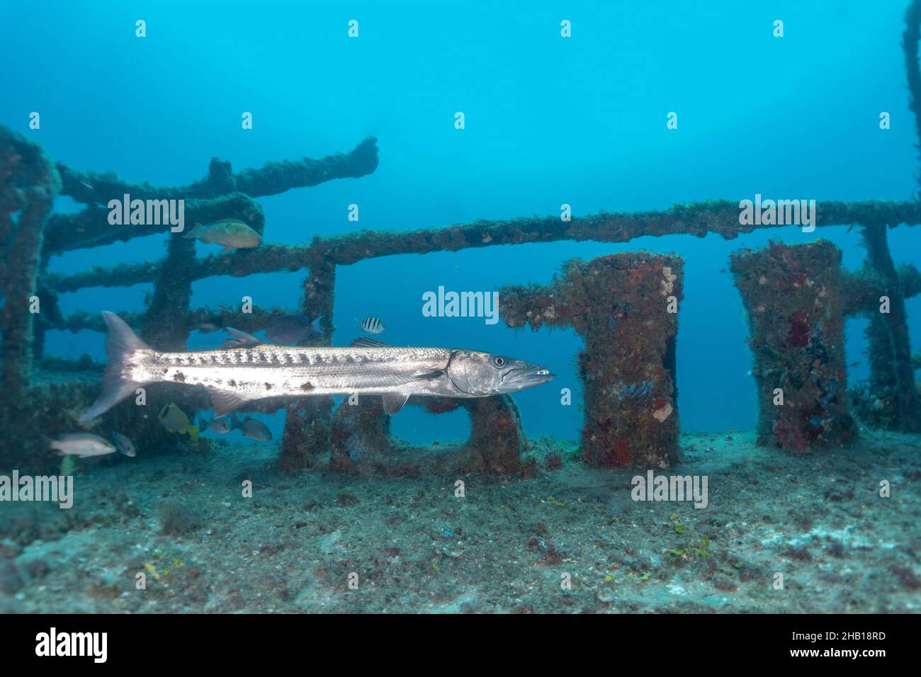 Species barracuda hi-res stock photography and images - Alamy
