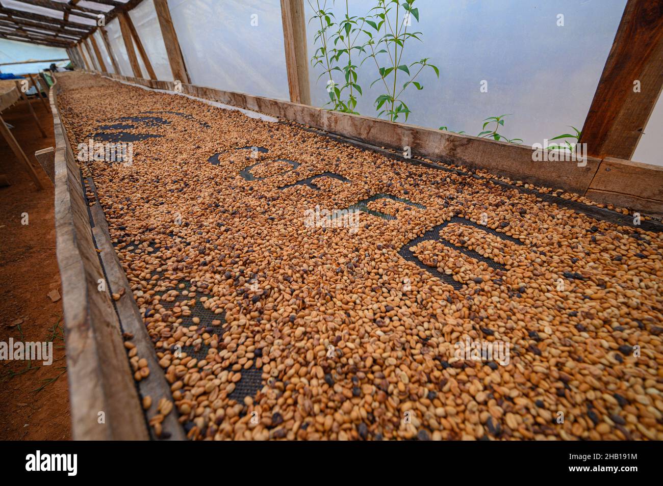 Coffee beans drying greenhouse. Coffee production stage on wooden desk ...