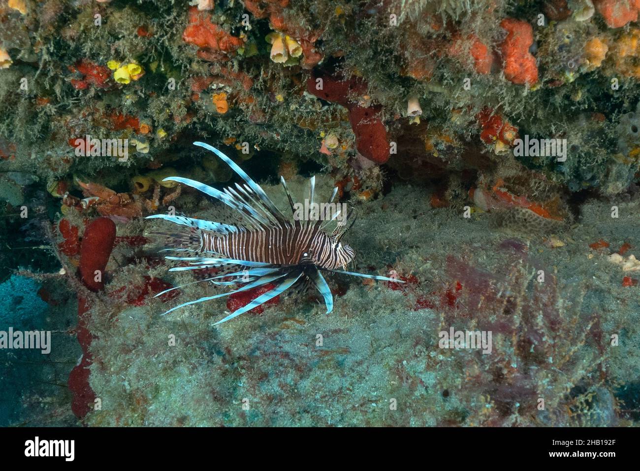 Underwater lionfish hi-res stock photography and images - Alamy