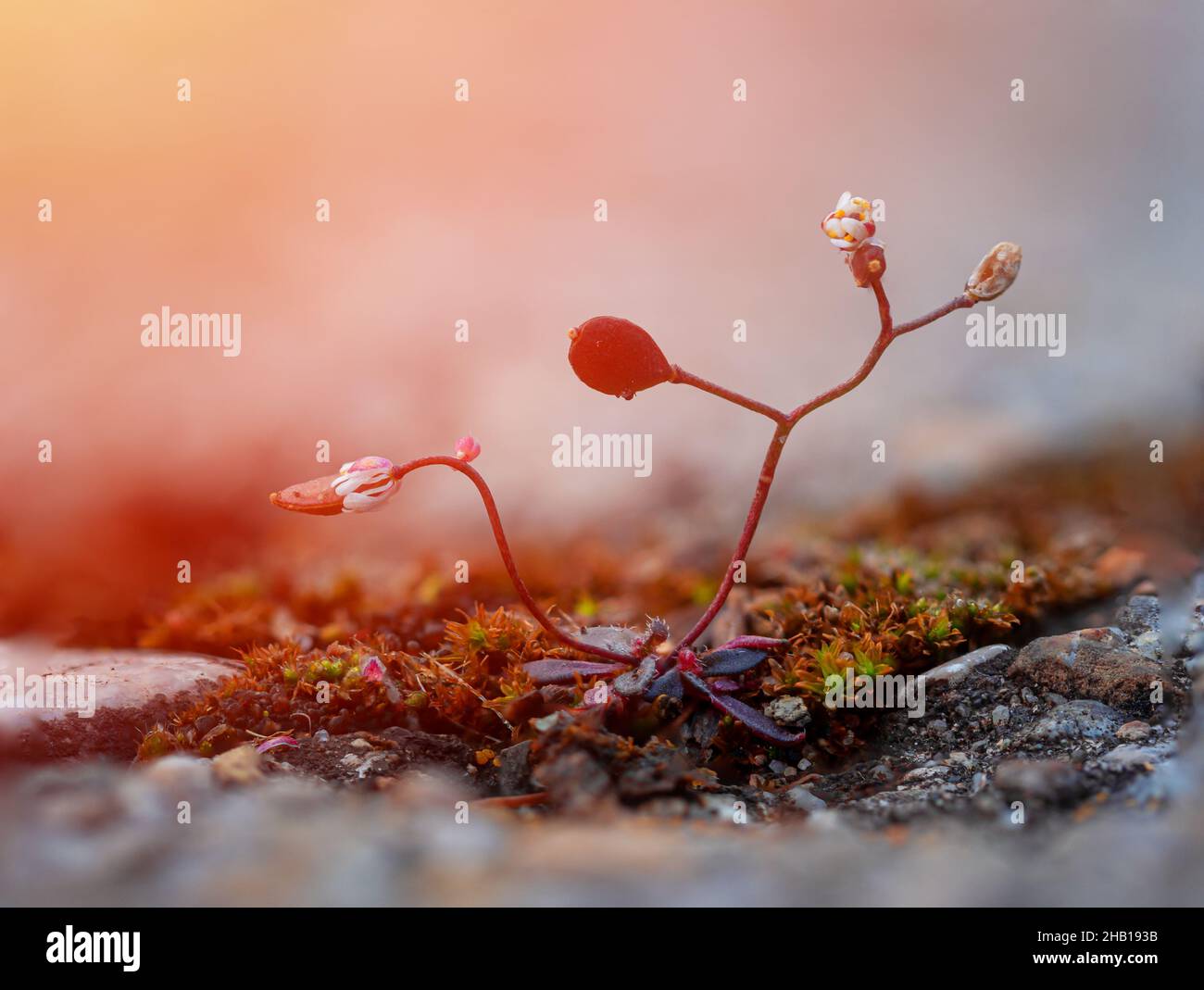 The one lonely flower with rosa sunny background Stock Photo - Alamy