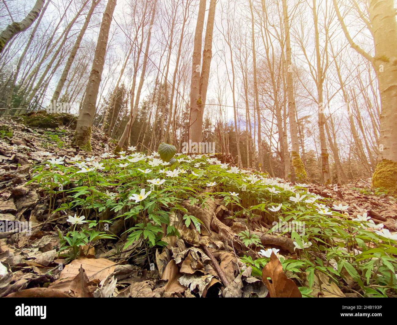 Forest Bottom Top View during winter with green foreground Stock Photo ...