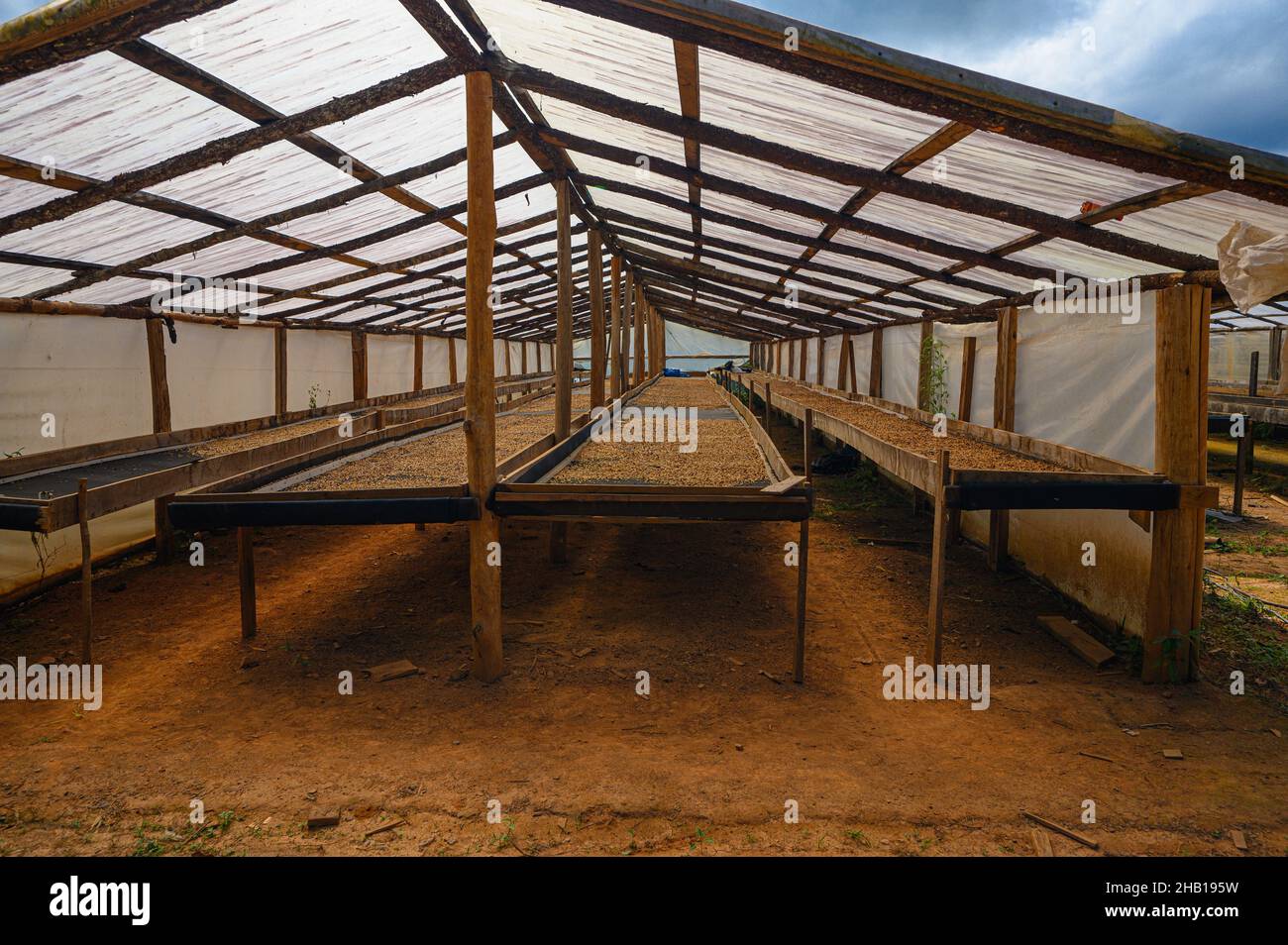 Cofe cultivation hi-res stock photography and images - Alamy