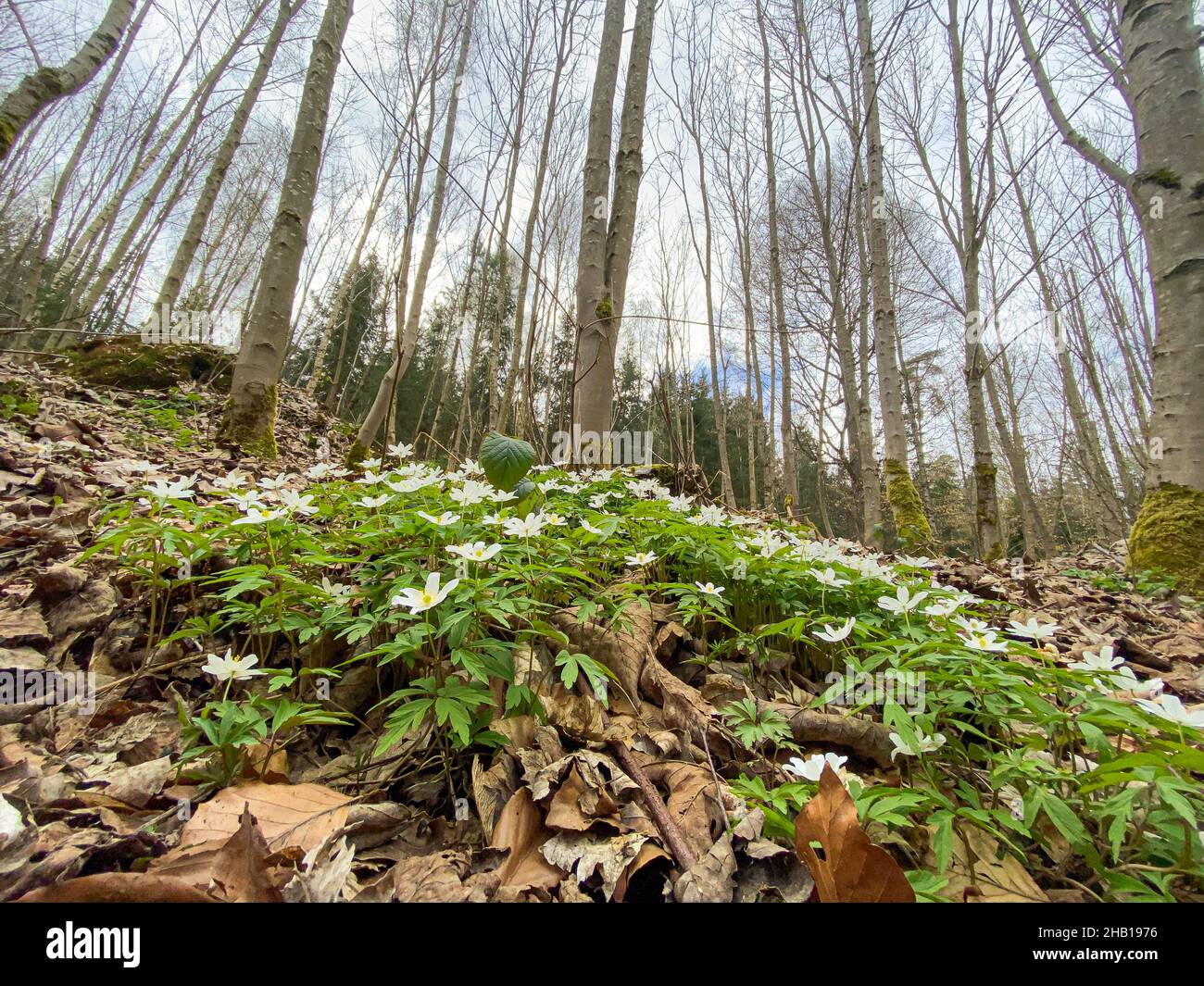 Forest Bottom Top View during winter with green foreground Stock Photo ...
