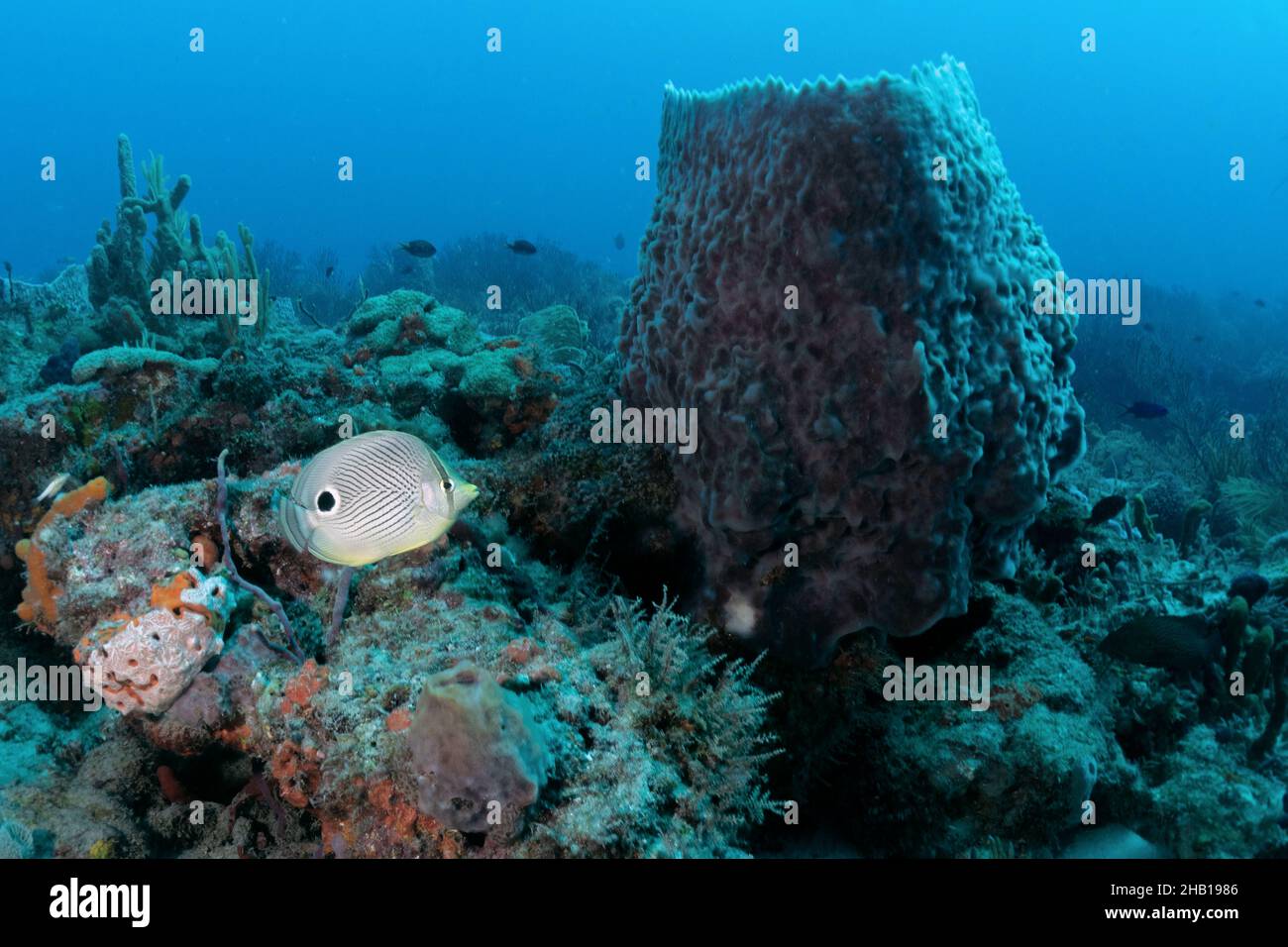Butterflyfish caribbean hi-res stock photography and images - Alamy