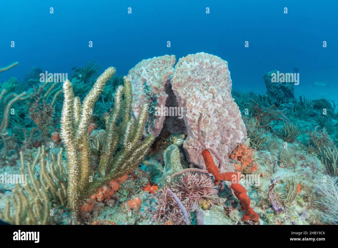 Reef Scene with ballonfish puffer Stock Photo - Alamy