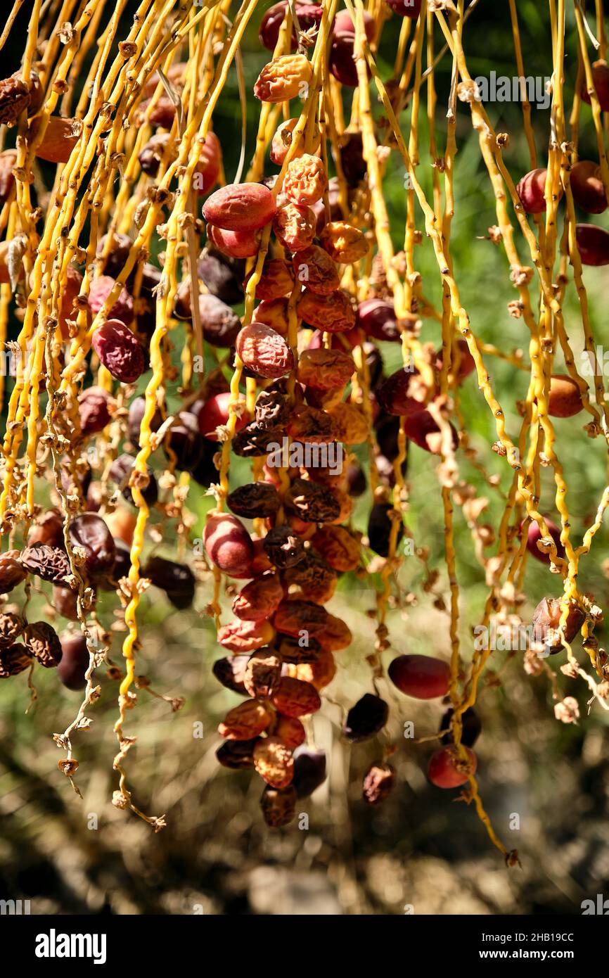 Al ain abu dhabi dates hi-res stock photography and images - Alamy