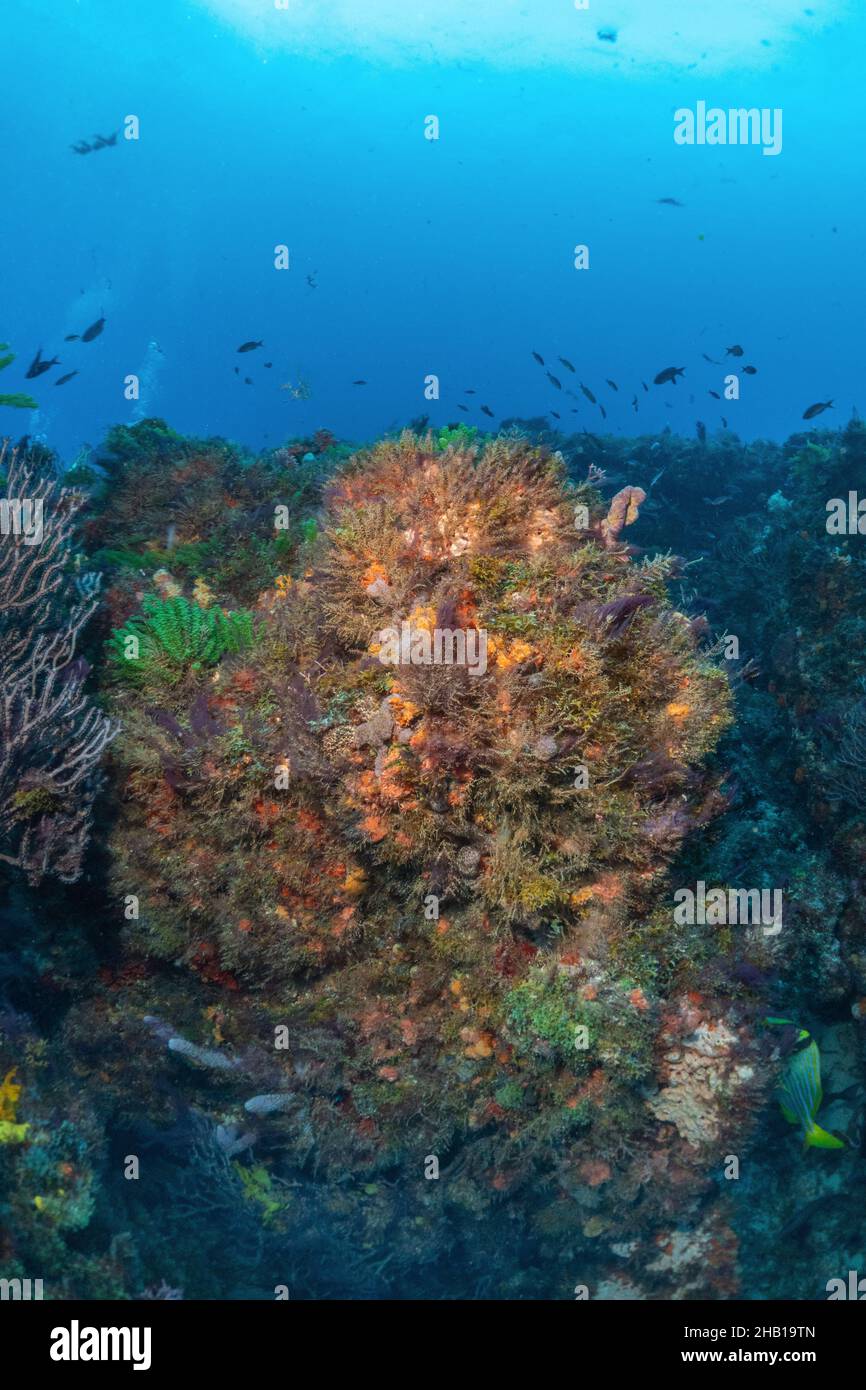 Florida reef fish hi-res stock photography and images - Alamy