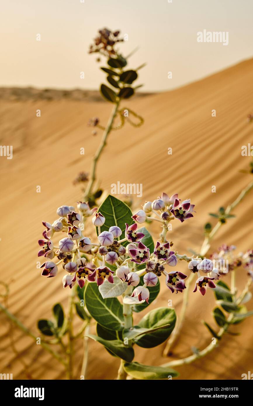 Uae desert flowers hi-res stock photography and images - Alamy