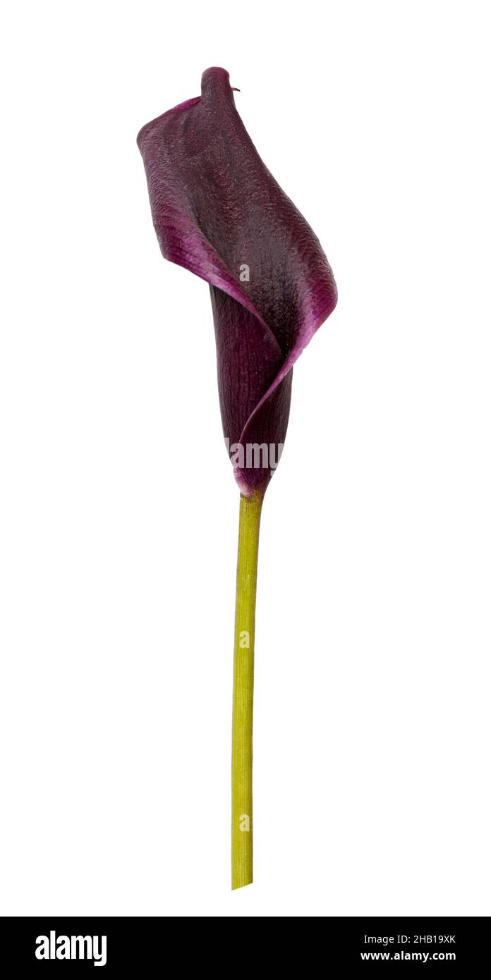 Violet calla flower isolated on white background. Clipping path Stock ...