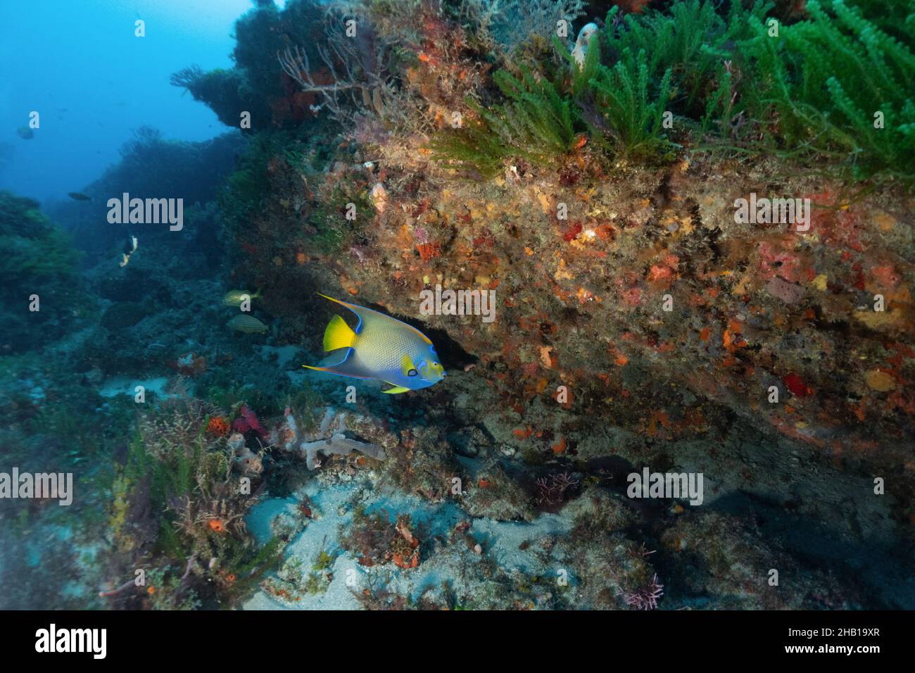Reef Scene with queen angelfish Stock Photo - Alamy