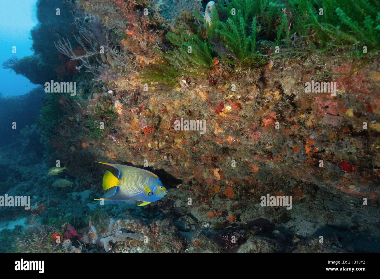 Reef Scene with Queen Angelfish Stock Photo - Alamy