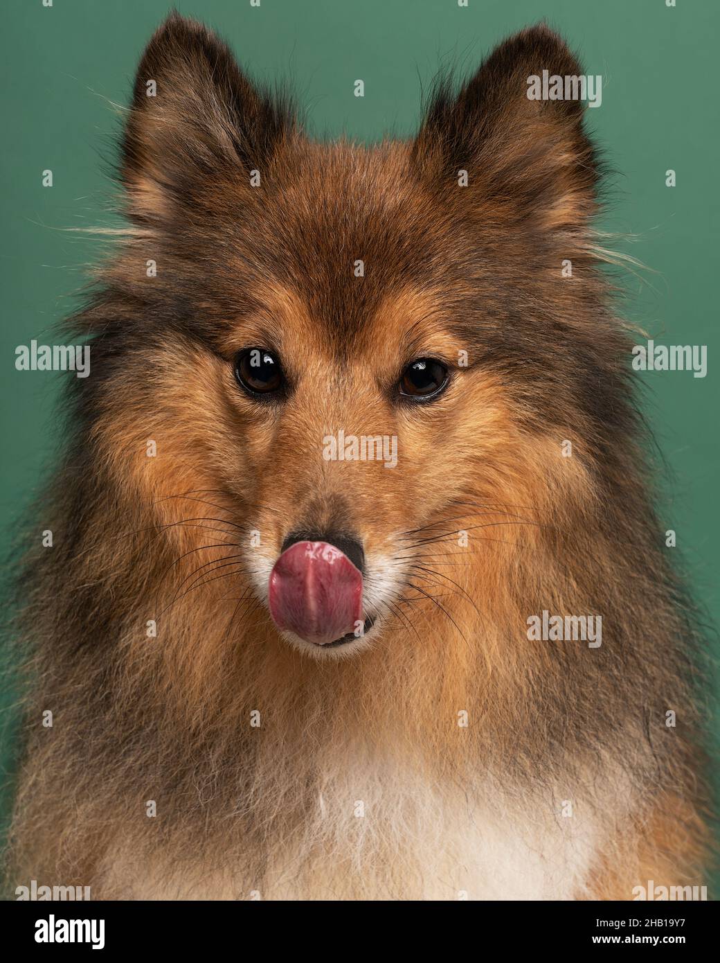 An Adult shetland sheepdog seen from the front looking at the camera ...