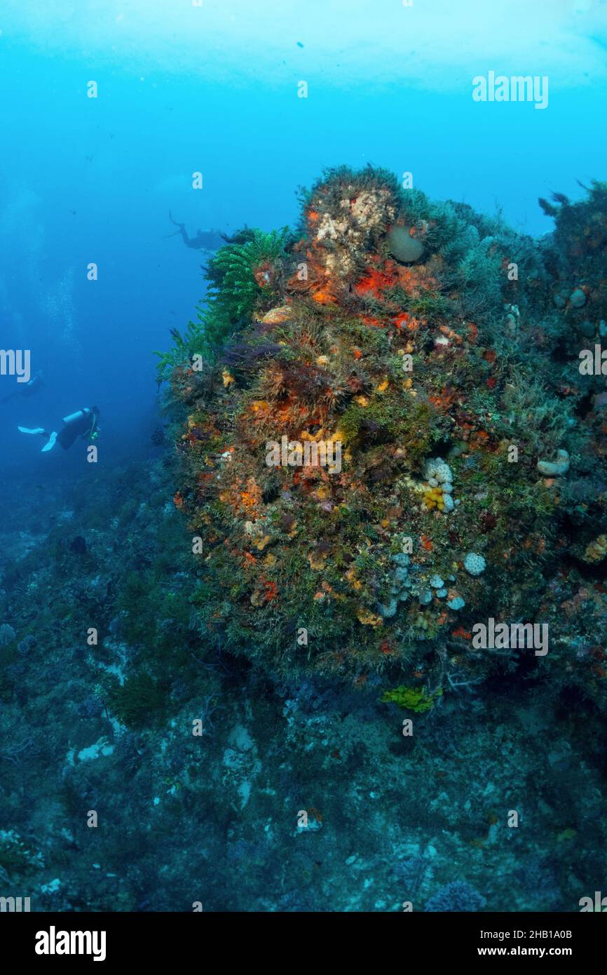 Florida reef fish hi-res stock photography and images - Alamy
