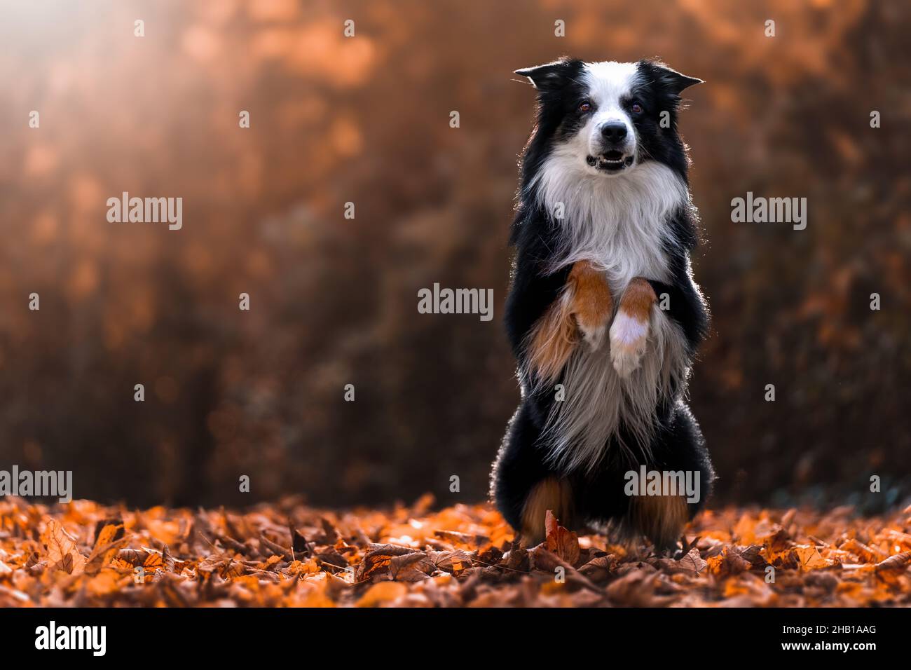 Selective of a Border Collie on two legs in an autumn park Stock Photo ...