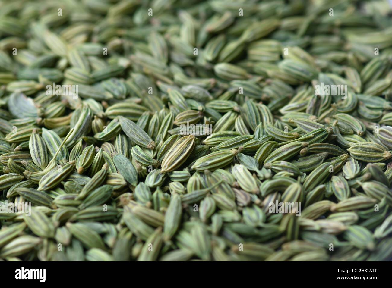 Dry fennel seeds close up photo for background. Seeds spread flat. Used ...