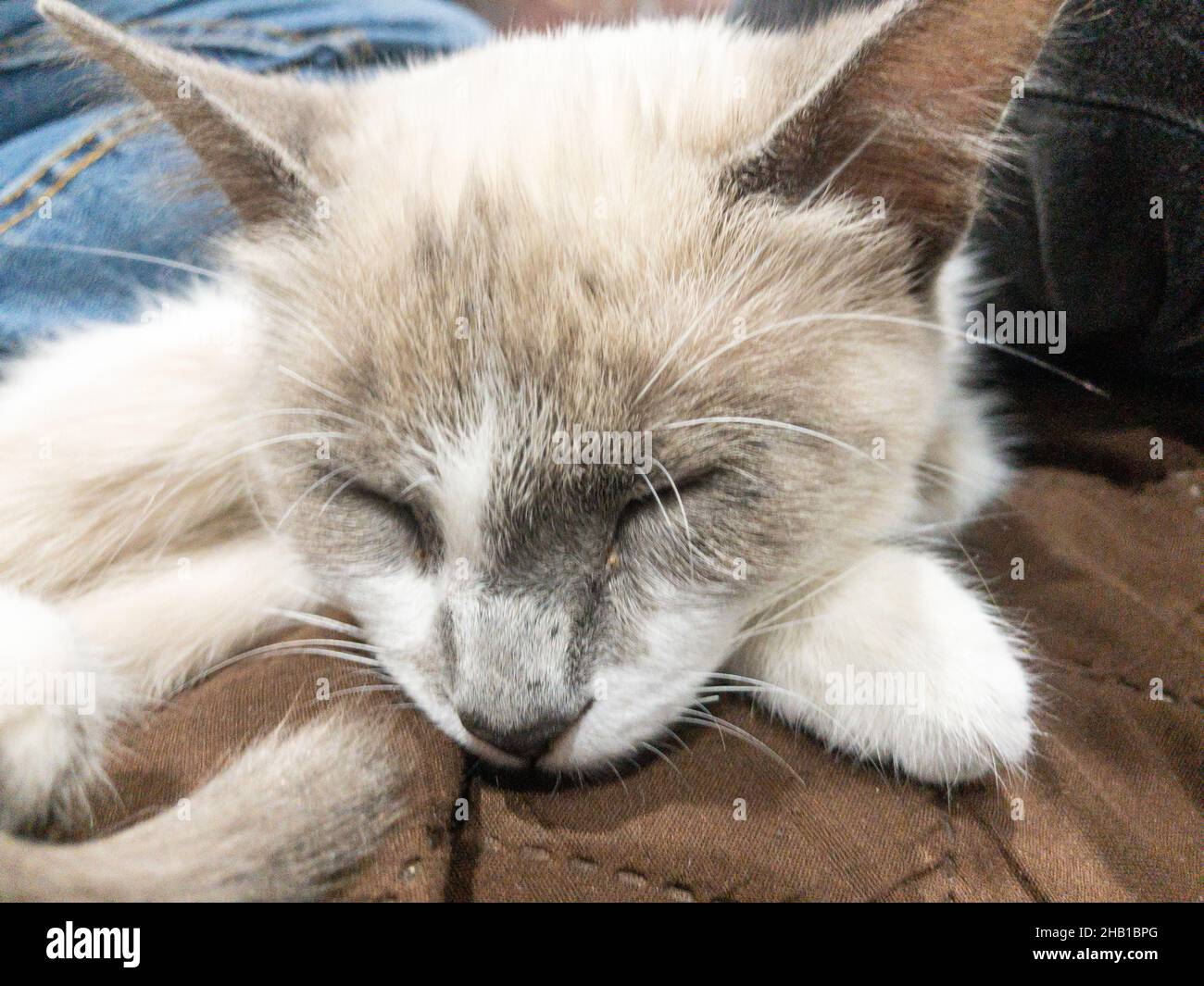 Closeup of a fluffy sleeping cat sleeping on the co Stock Photo - Alamy
