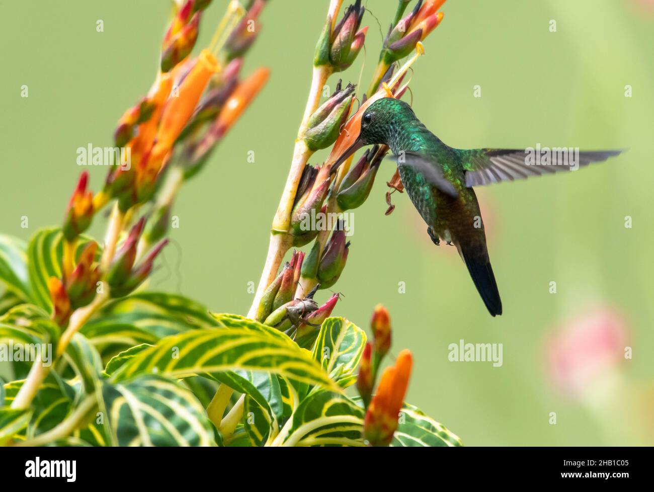 Glittering Copper-rumped hummingbird, Amazilia tobaci, flying in the ...