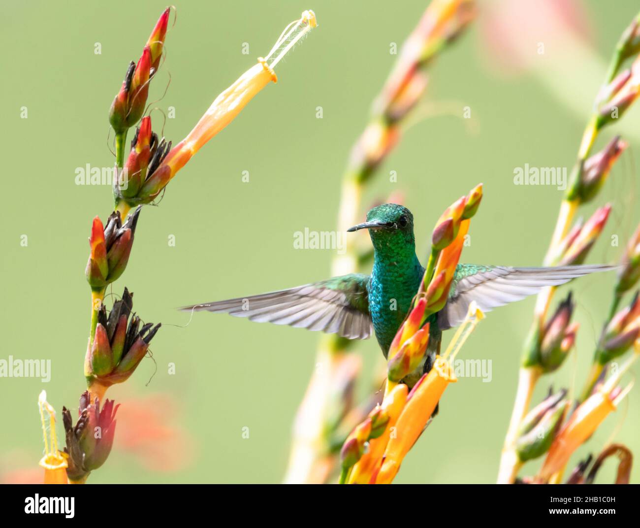 Glittering Copper-rumped hummingbird, Amazilia tobaci, flying in the ...