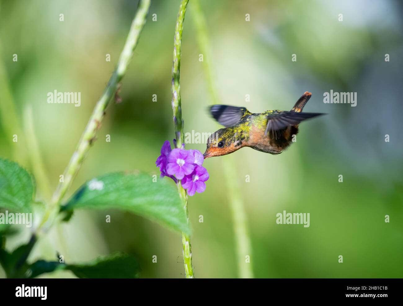 Female Tufted Coquette hummingbird, Lophornis ornatus, second smallest ...